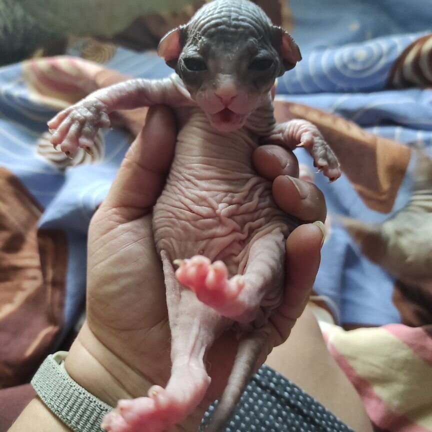 Донской сфинкс котята