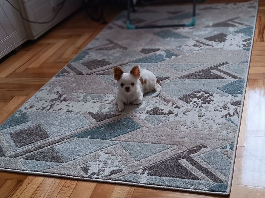 Настоящий Мини щенок чихуахуа