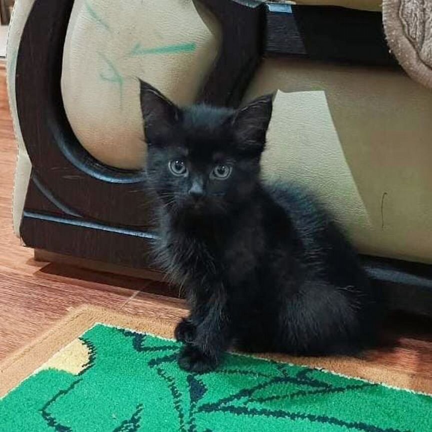 Котенок в добрве руки