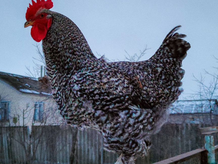 Молодые петухи