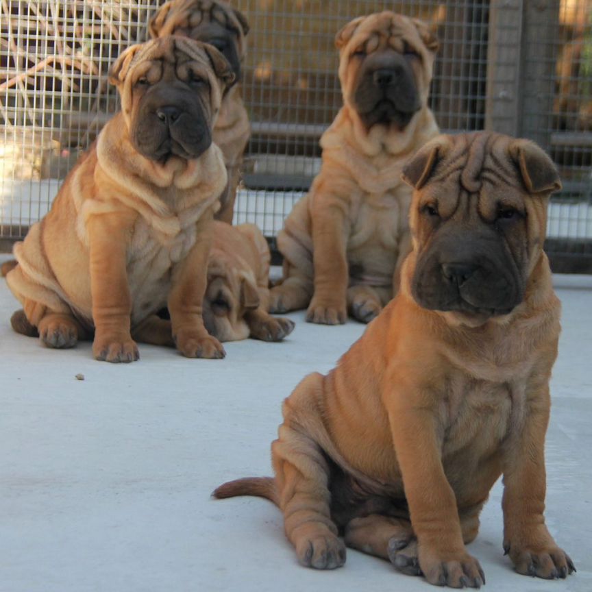 Шарпей, Ваш друг и компаньон