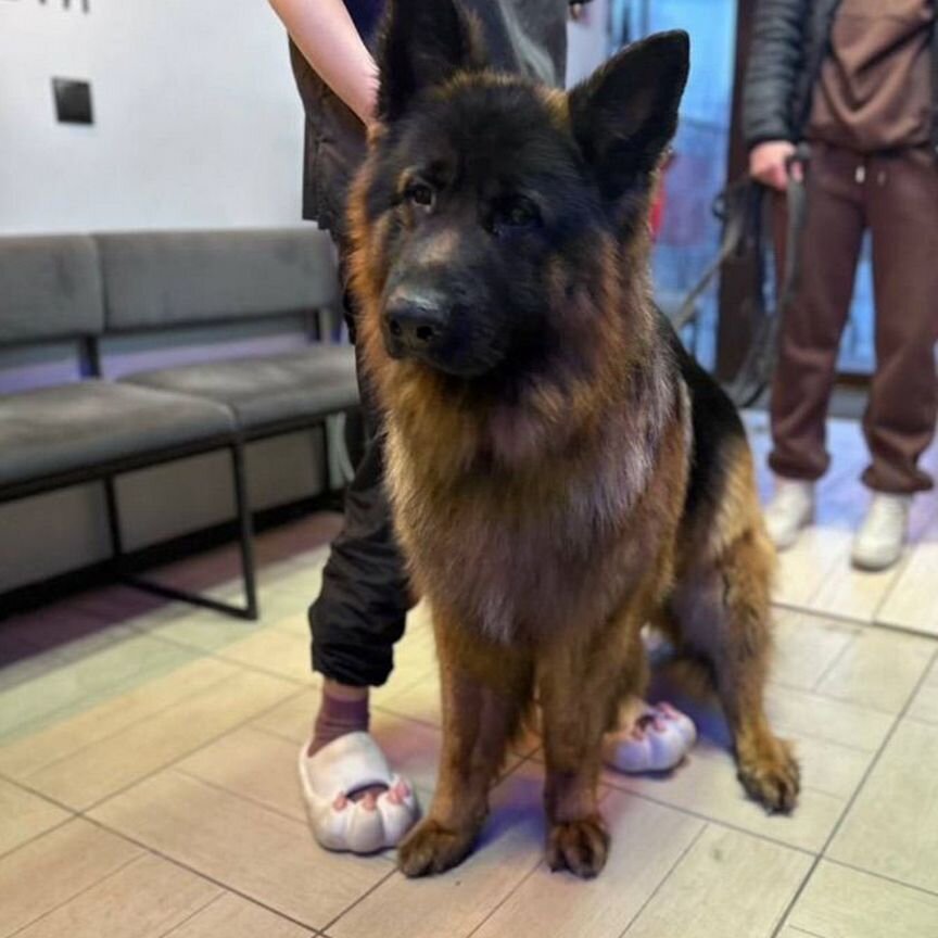 Немецкая овчарка, вязка