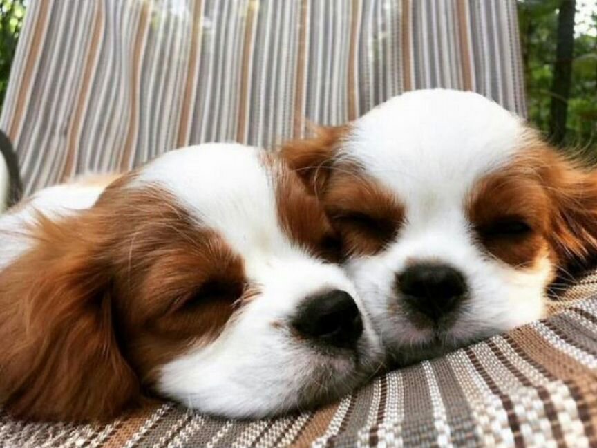 Они украдут ваше сердце ккчспаниель