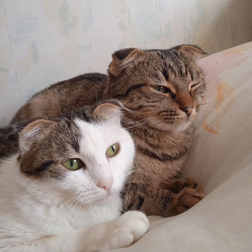 Кошечки