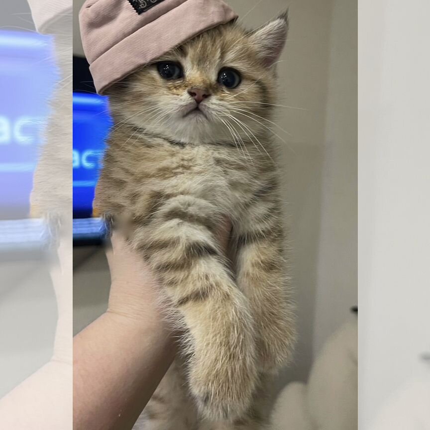 Кошечка золотая шиншилла
