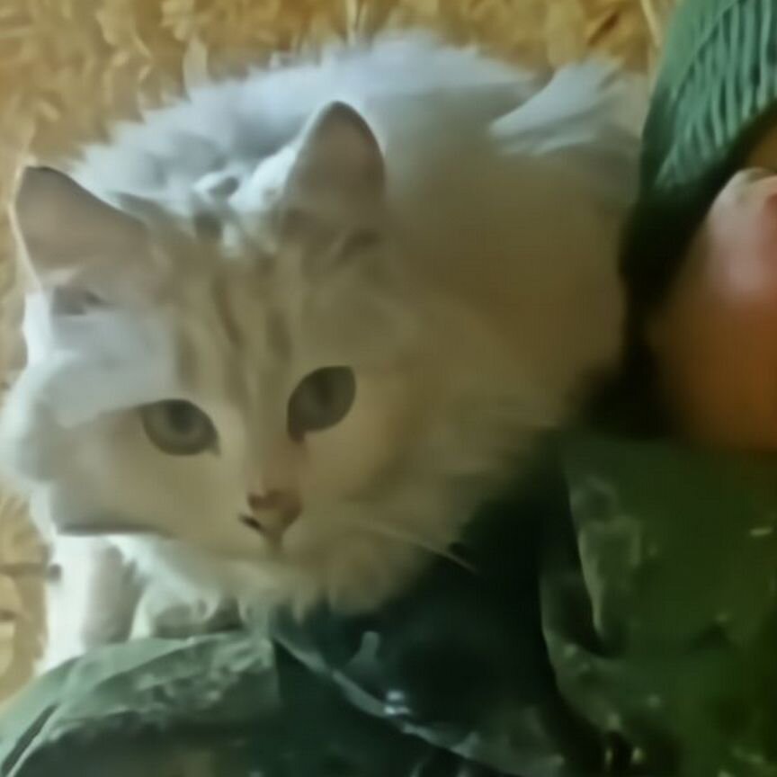 Взрослая, кошка в добрые руки