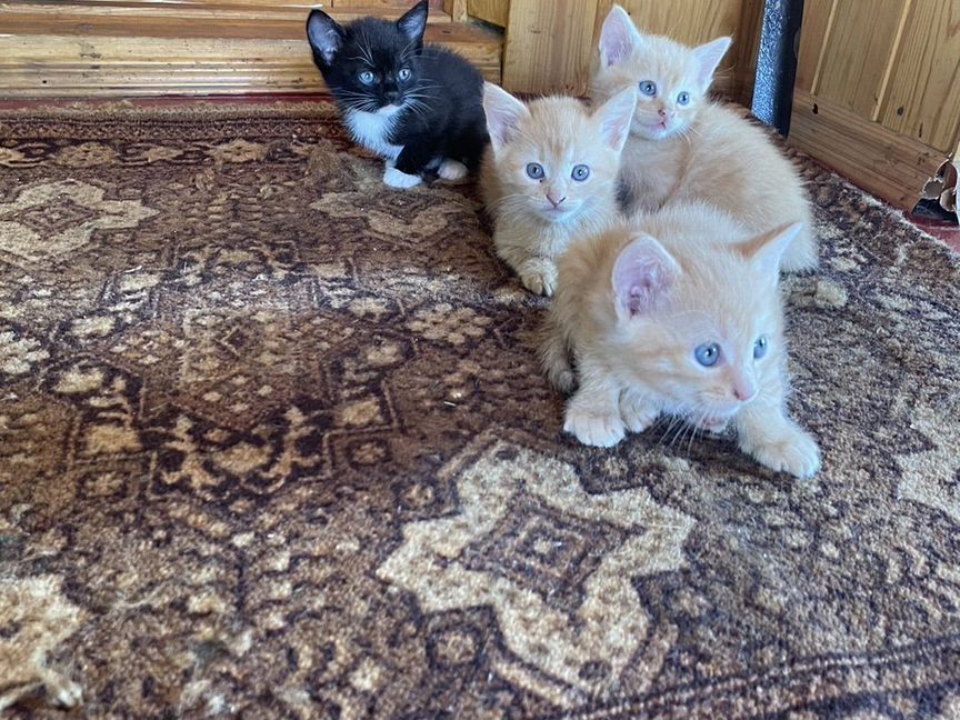 Котята в добрые руки