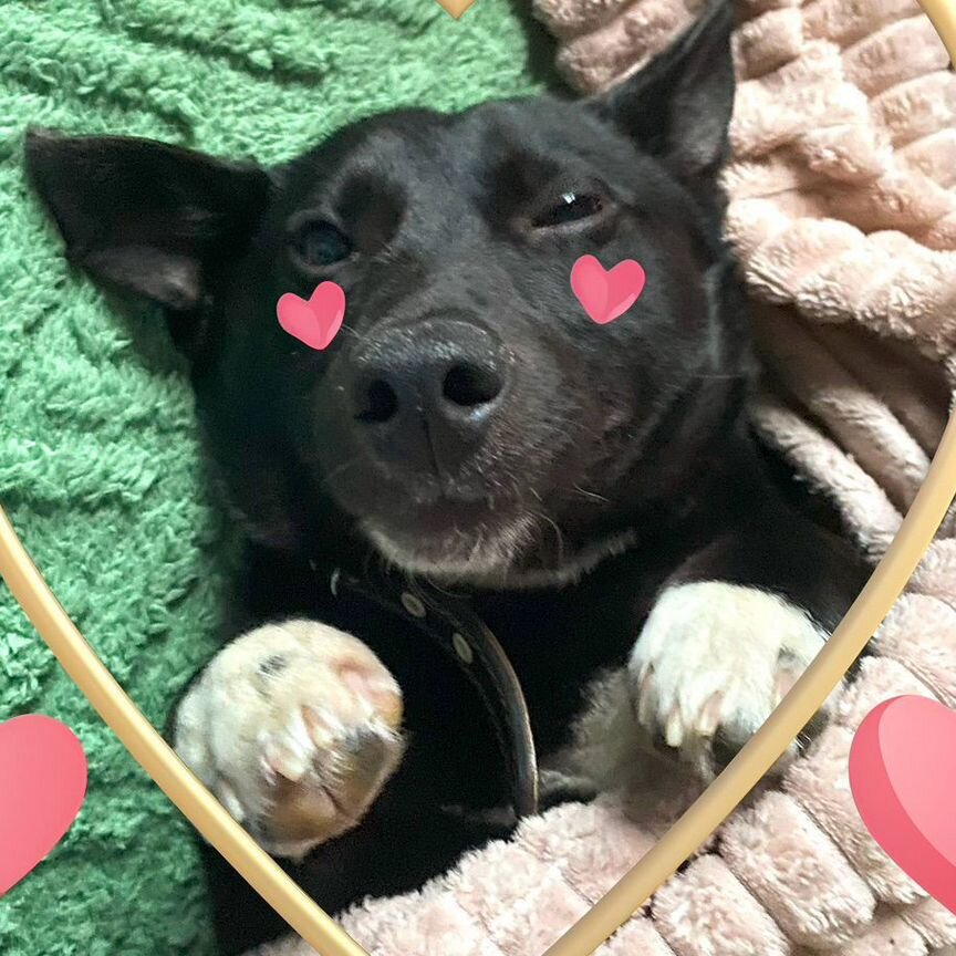 Взрослая собака в добрые руки