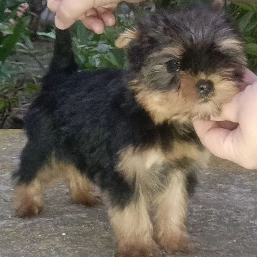 Йоркширский терьер, щенок