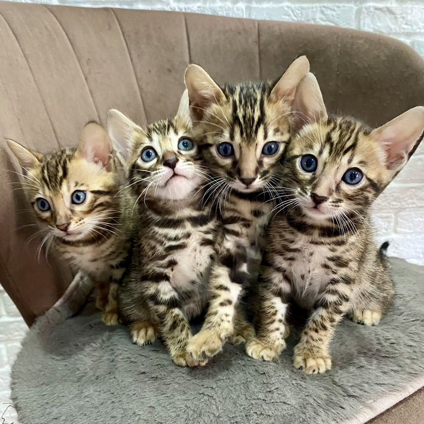 Бенгальские котята