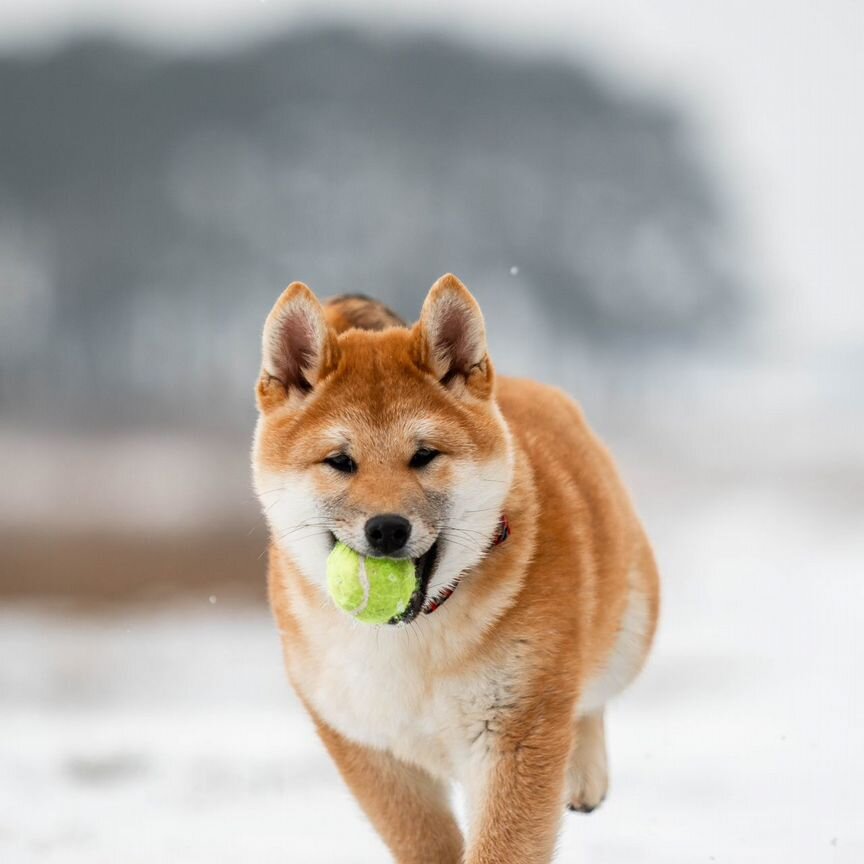 Красивые малыши сиба