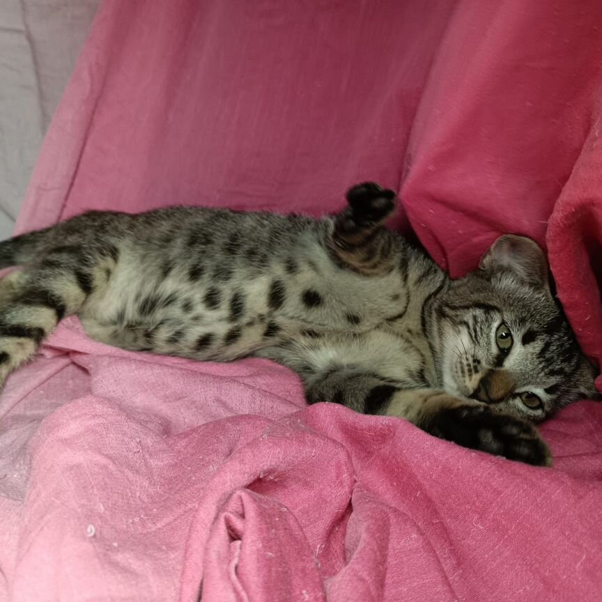 Котята в добрые руки даром девочка 2,5 месяца