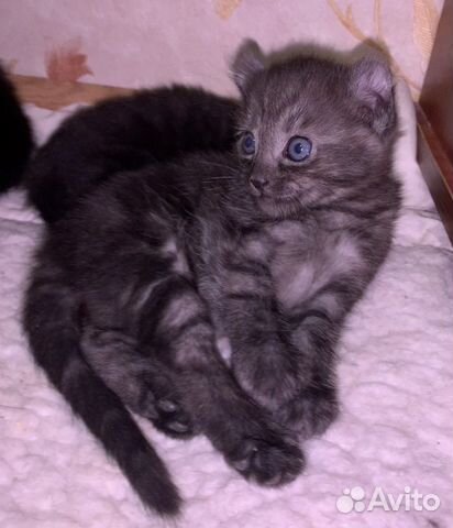 Американские Кёрлы