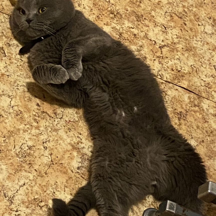 Отдам кота в добрые руки