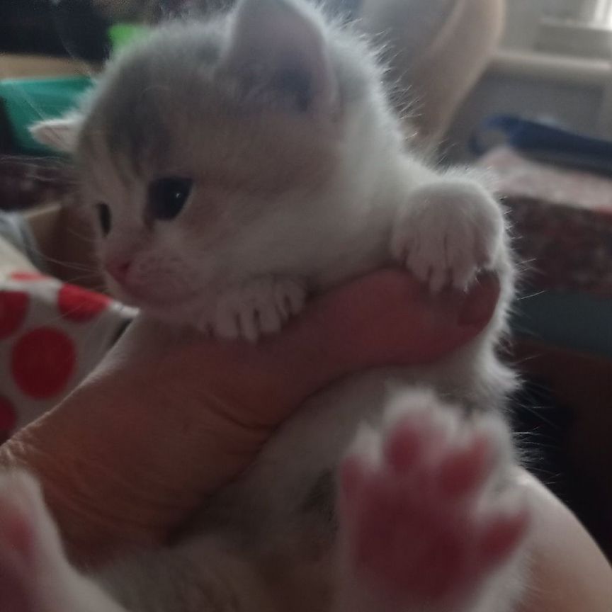 Котëнок - девочка