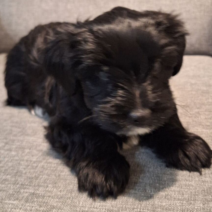 Йоркширский терьер, щенок