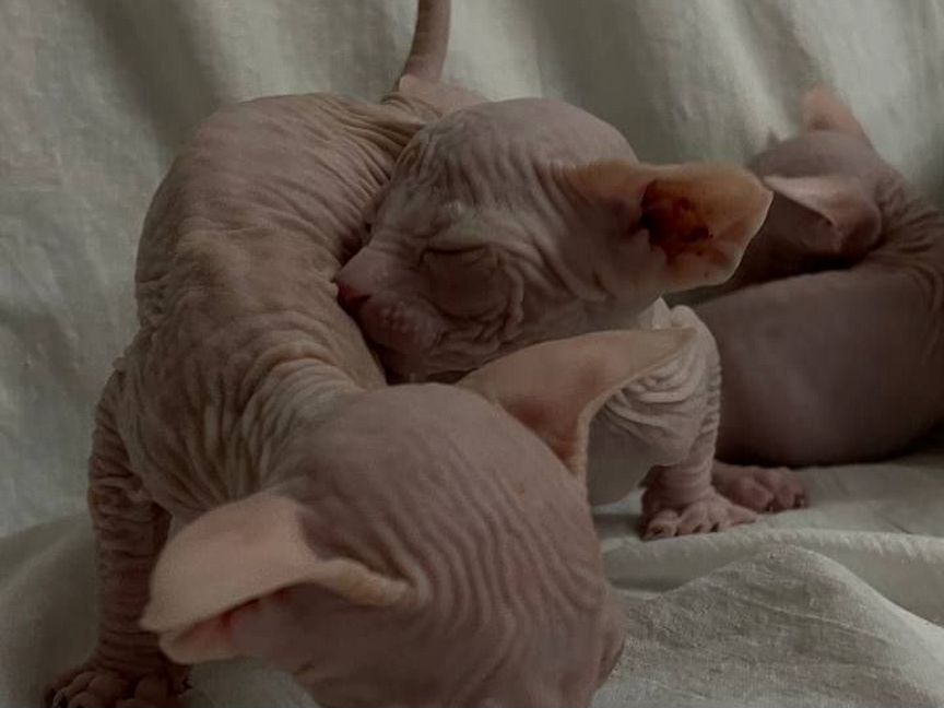 Котята донского сфинкса