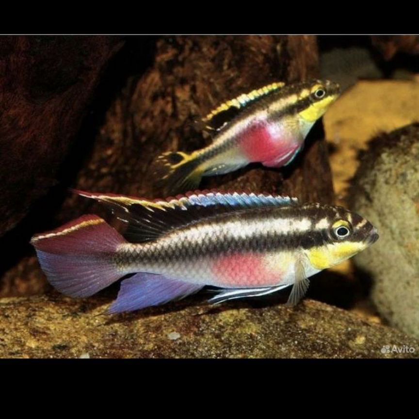 Аквариумные рыбки и трава