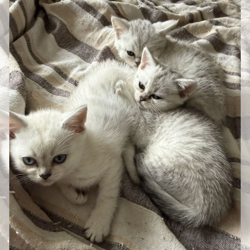 Шотландский прямоухий короткошёрстный котёнок