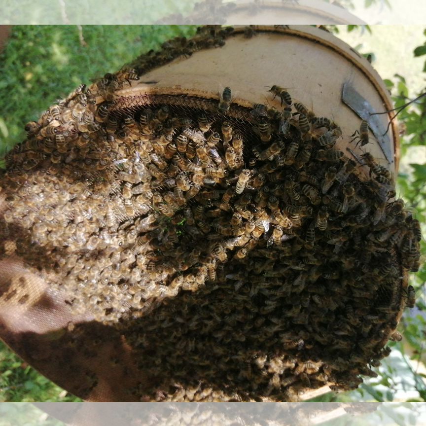 Сниму рой пчёл