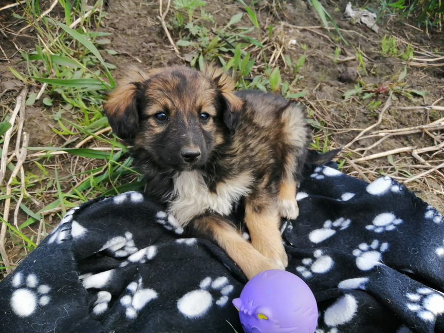 Собака в добрые руки щенок