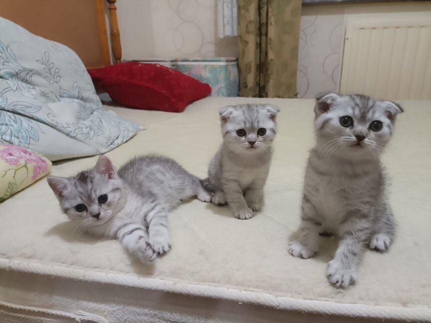 Шотландские вислоухие и прямоухте котята
