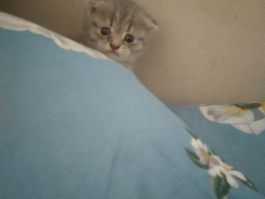 Котëнку месяц не приручена к лотку