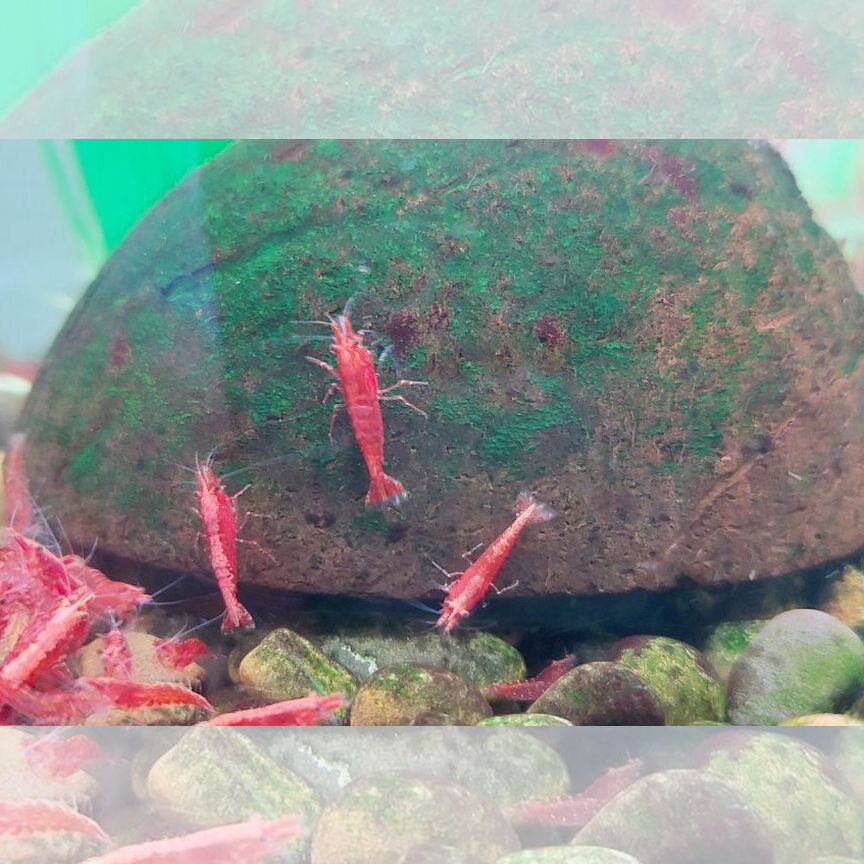 Креветка вишня neocaridina cherry