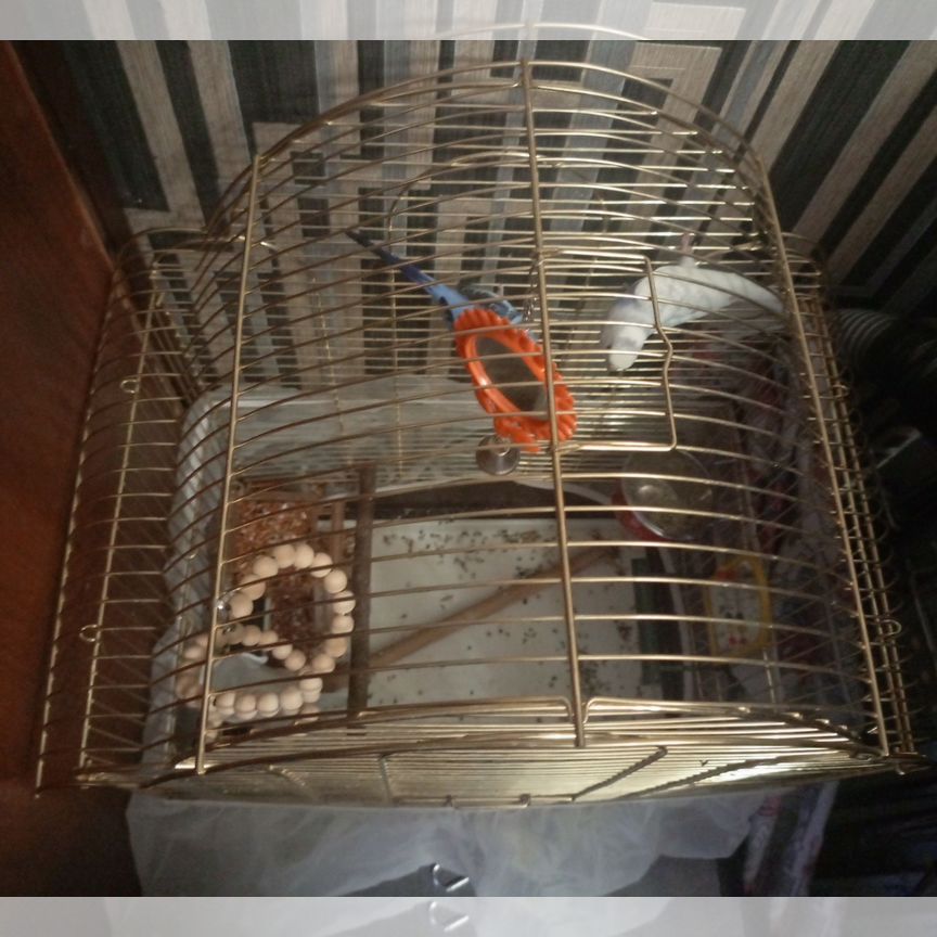 Попугаи волнистые с клеткой