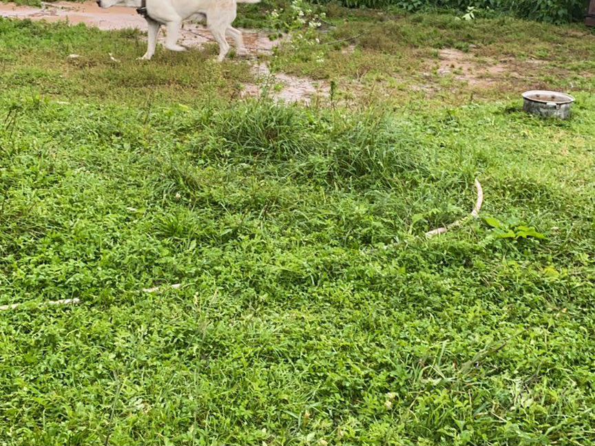 Среднеазиатская овчарка алабай вязка