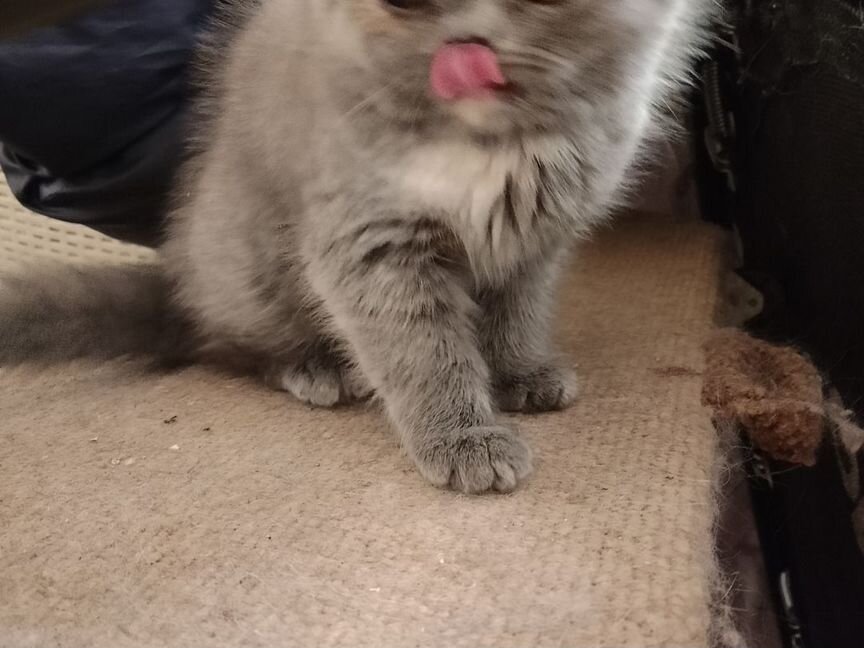 Британская Кошка