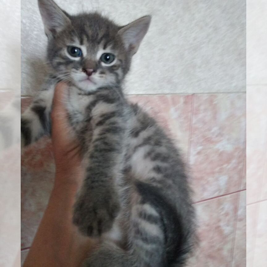 Котенок.Мальчик.1.5 месяца