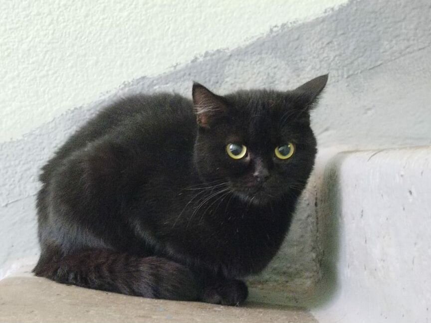 Короткошерстная кошка