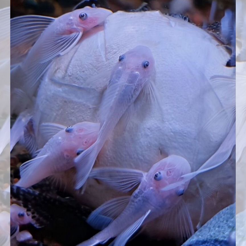 Анциструс L144 snow white вуалевый