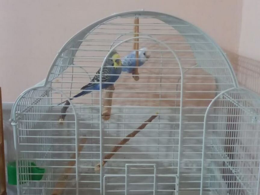 Папугаи в клетке