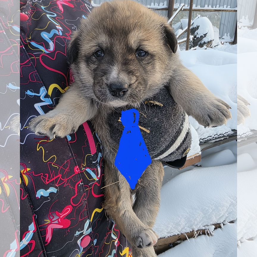 Щенок в добрые руки