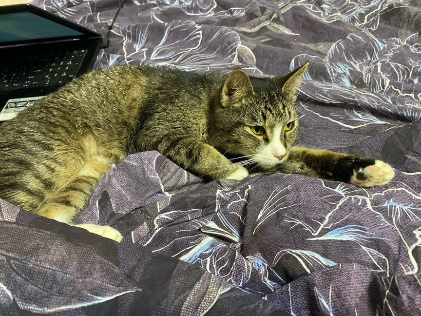 Кошка Люсия