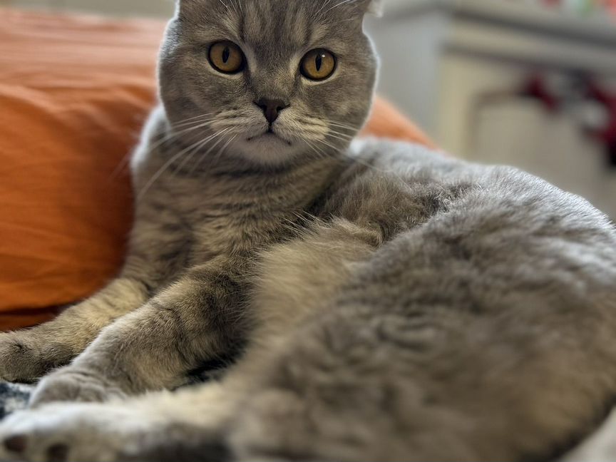 Британский вислоухий кот