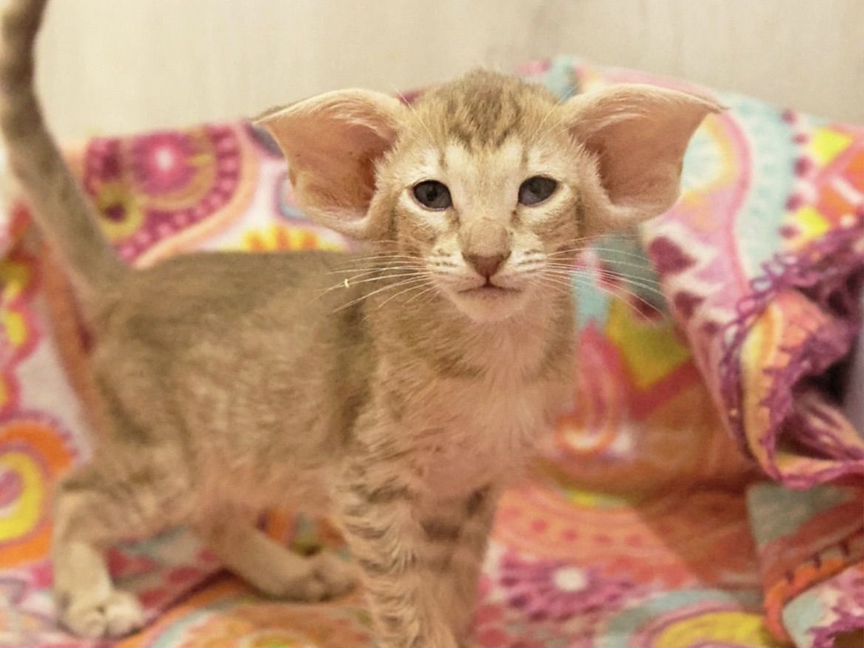 Ориентальный котенок