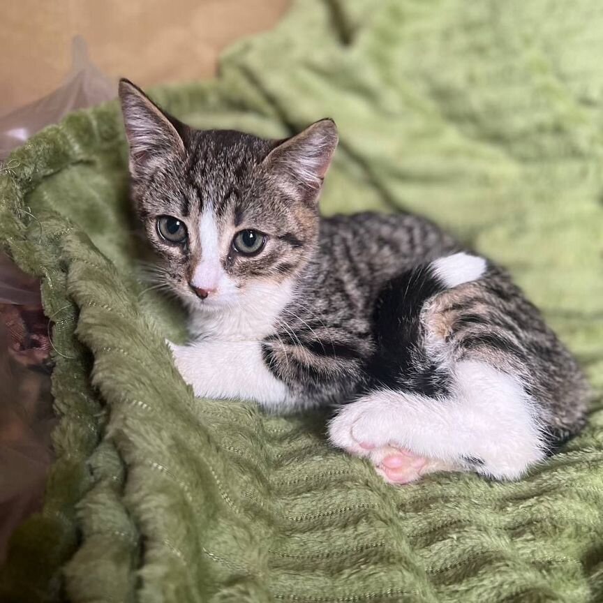 Котенок крошка ищет дом, у ребенка аллергия