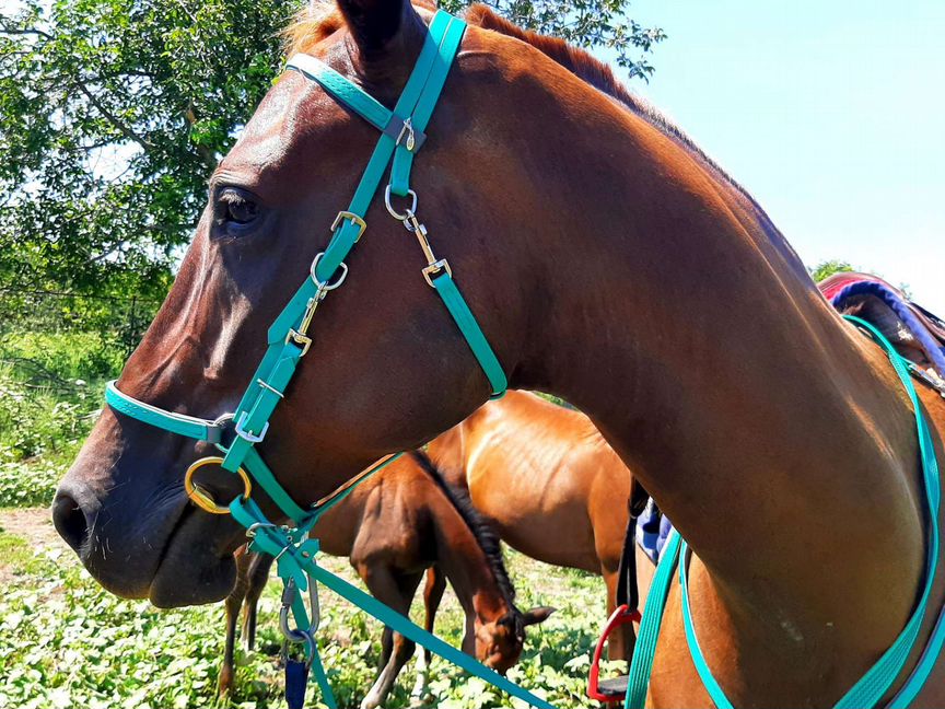 Уздечки на лошадей