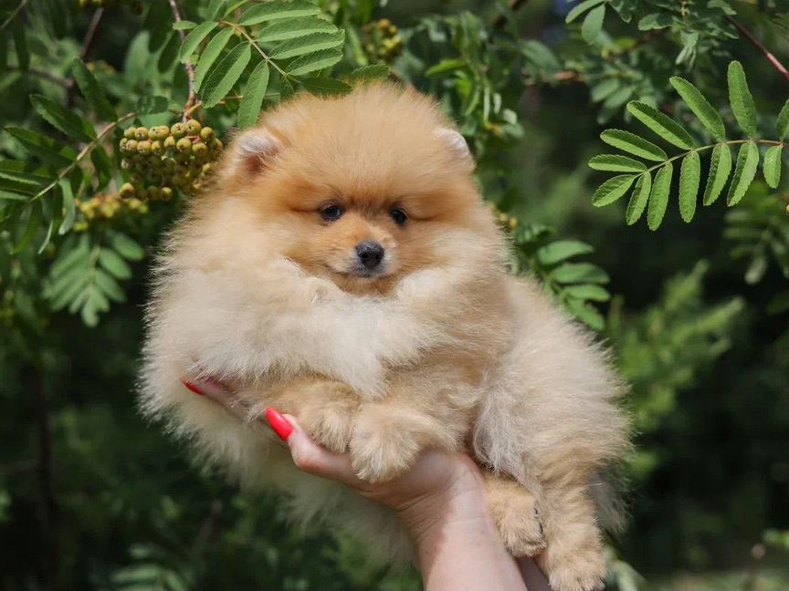 Шпиц