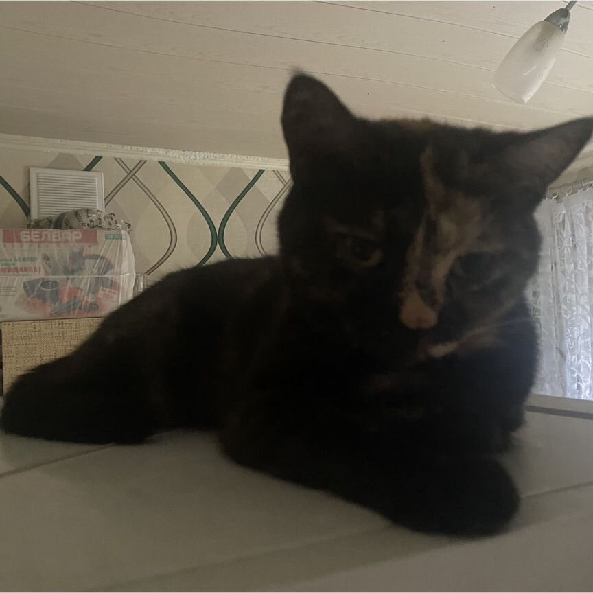 Взрослая, кошка в добрые руки