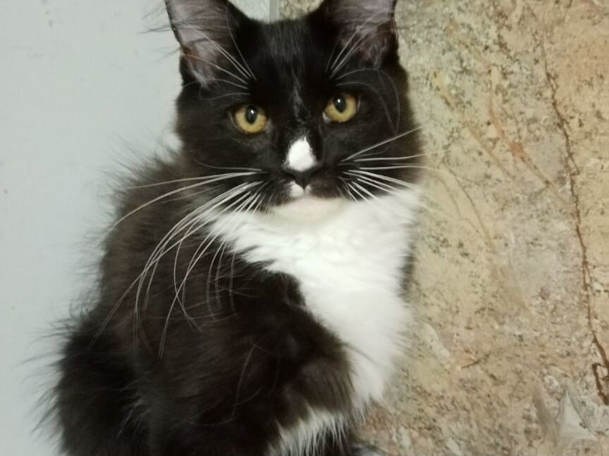 Продаются котята Мейн-кун