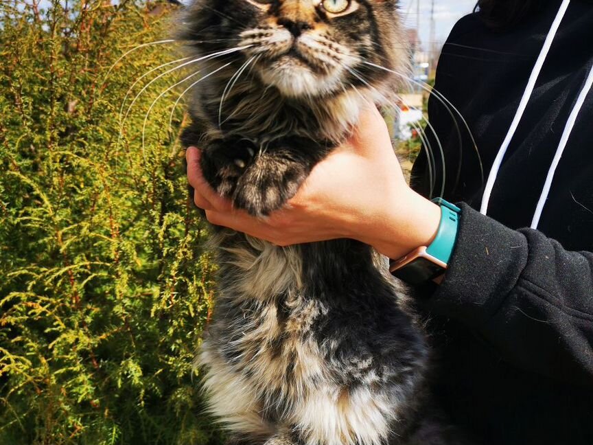 Котята мейн-кун