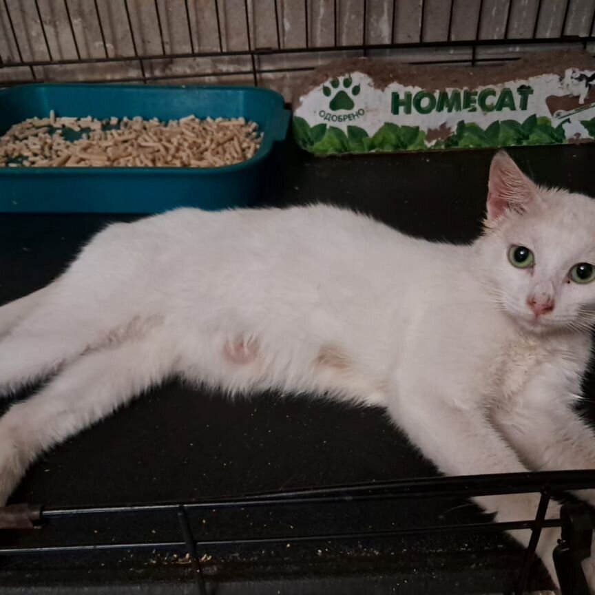 Молоденькая кошечка Снежа, 8-9 месяцев