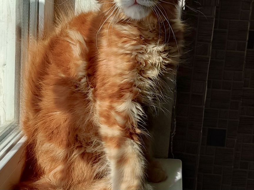 Мейн-кун полидактильный мальчик