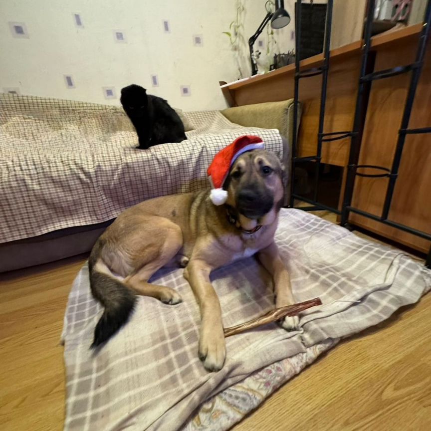 Собака из приюта в поиске дома