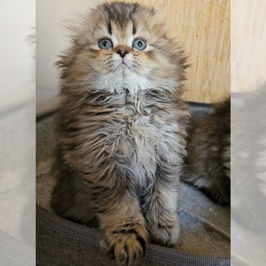 Шотландский вислоухий длинношёрстный котёнок