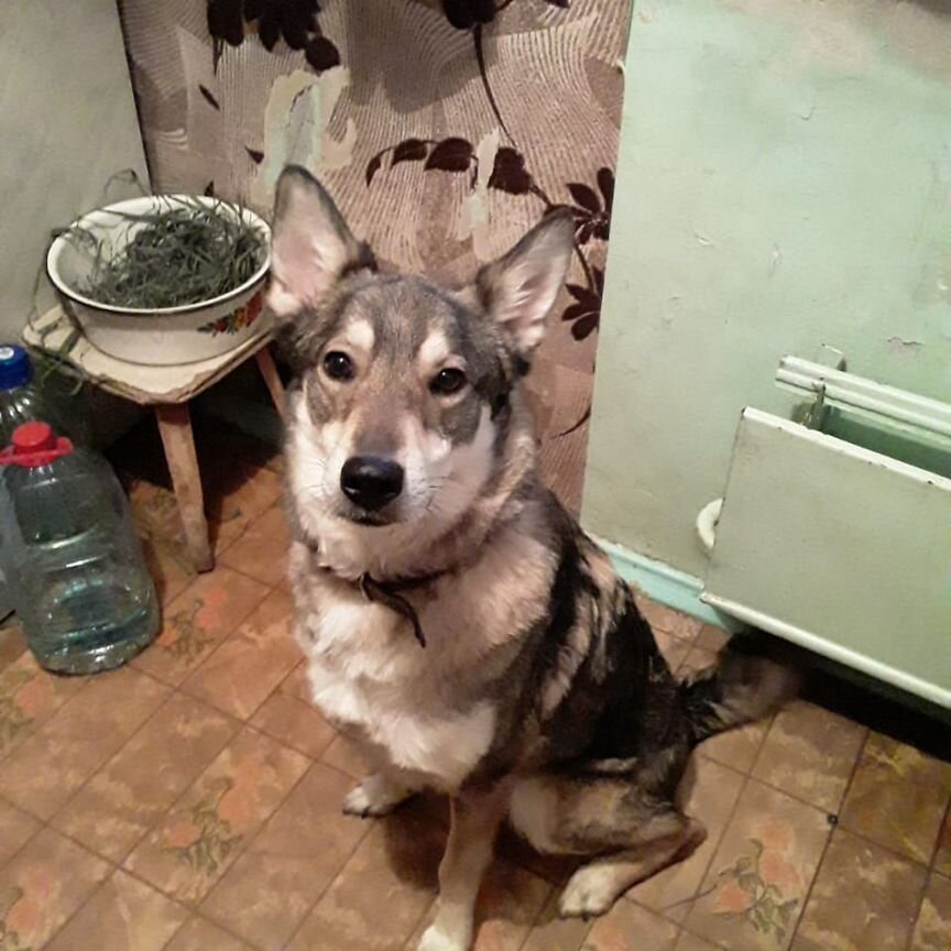 Милый песик Пашенька ищет дом